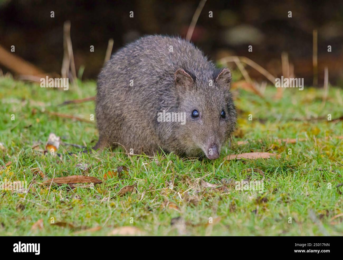 Long-nosed potoroo, Tasmania, Australia Stock Photo - Alamy