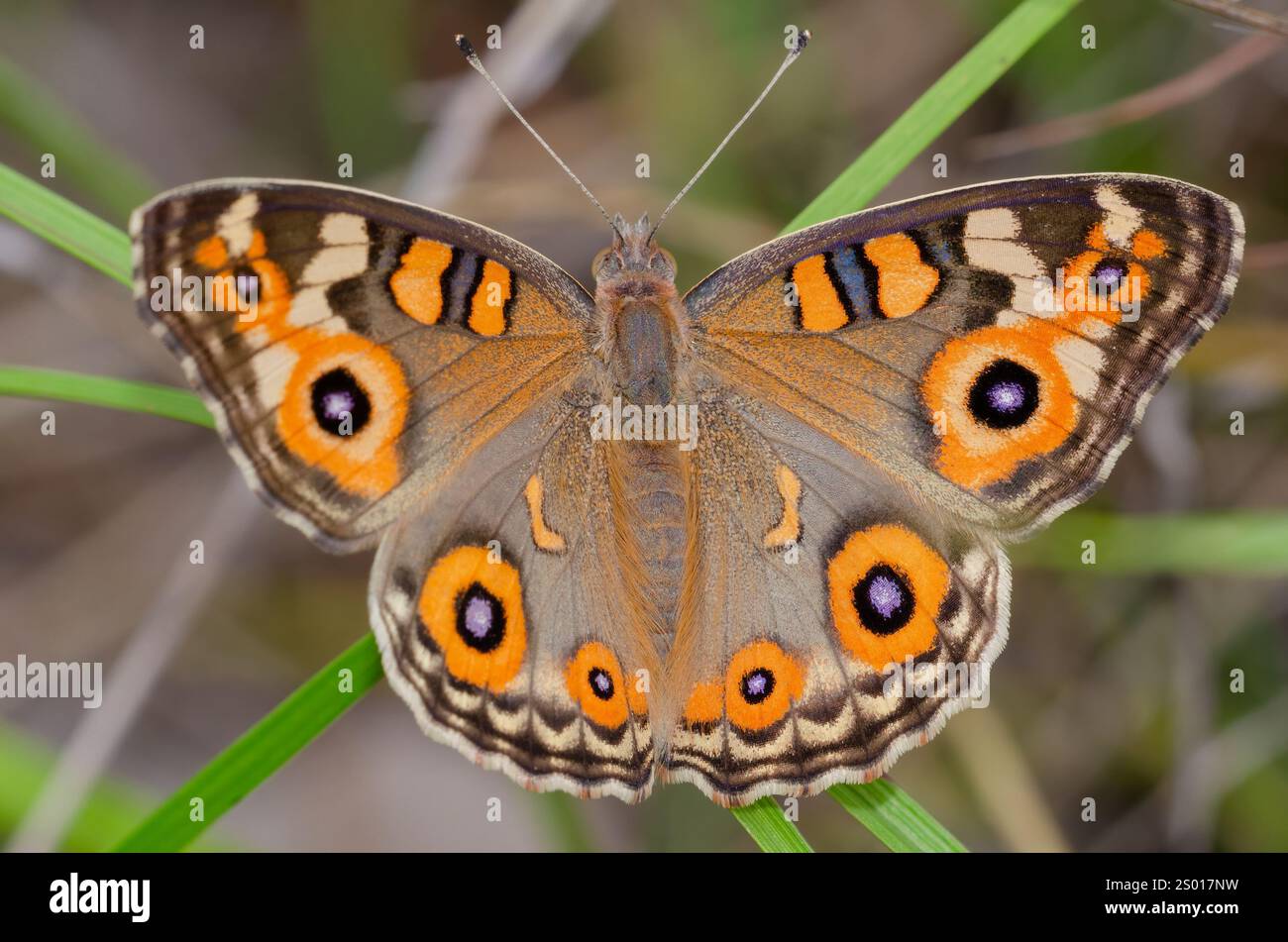 Meadow argus butterfly, Queensland, Australia Stock Photo - Alamy