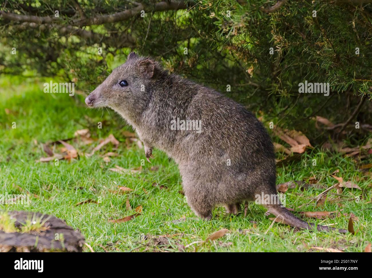 Long-nosed potoroo, Tasmania, Australia Stock Photo - Alamy
