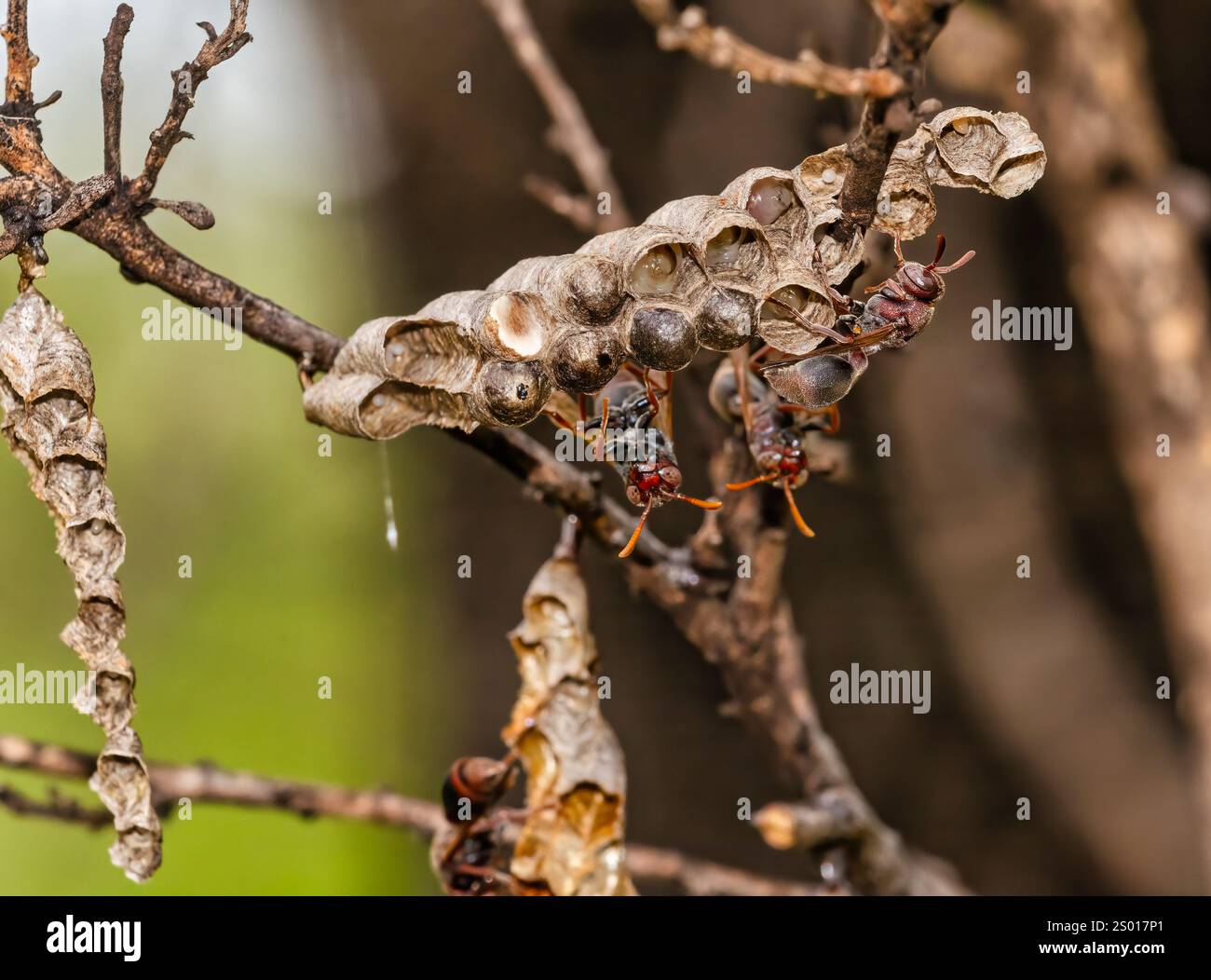 Stick-nest Brown Paper Wasp - Ropalidia revolutionalis Stock Photo - Alamy