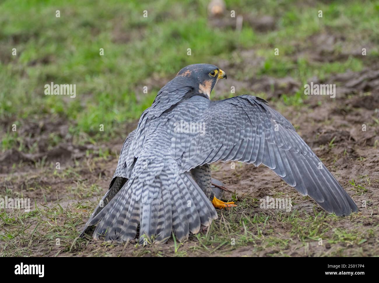 Peregrine falcon mantling hi-res stock photography and images - Alamy