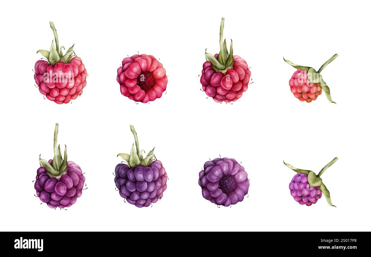 Watercolor illustration Raspberries and blackberries. Hand drawing set ...