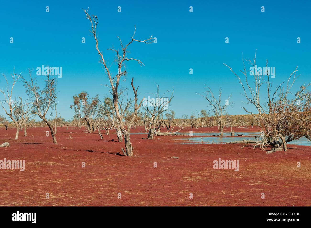 Big Red, Simpson Desert, Birdsville, Australia Stock Photo - Alamy