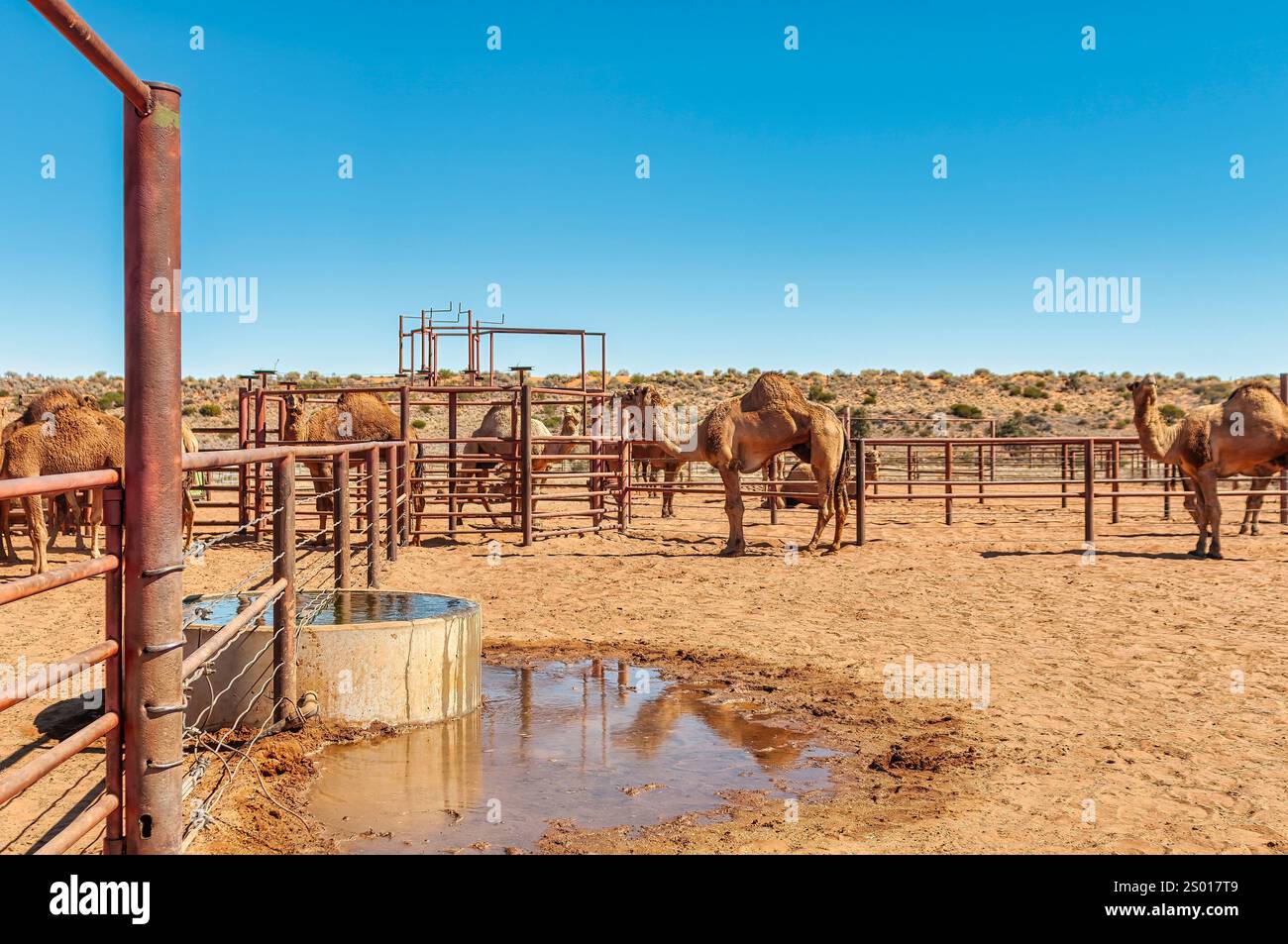 Australian camels, Birdsville, Queensland, Australia Stock Photo - Alamy
