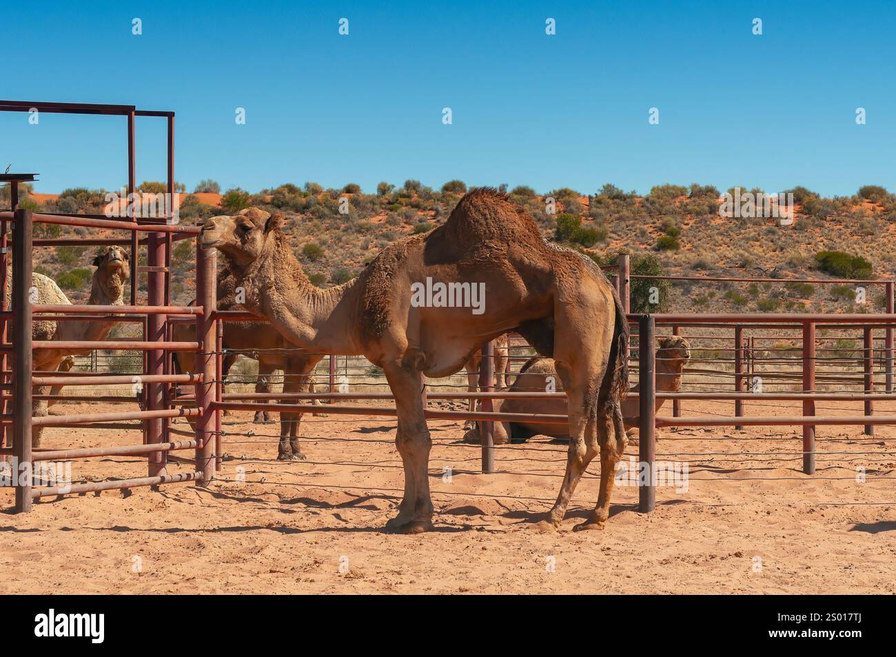 Feral camel queensland hi-res stock photography and images - Alamy