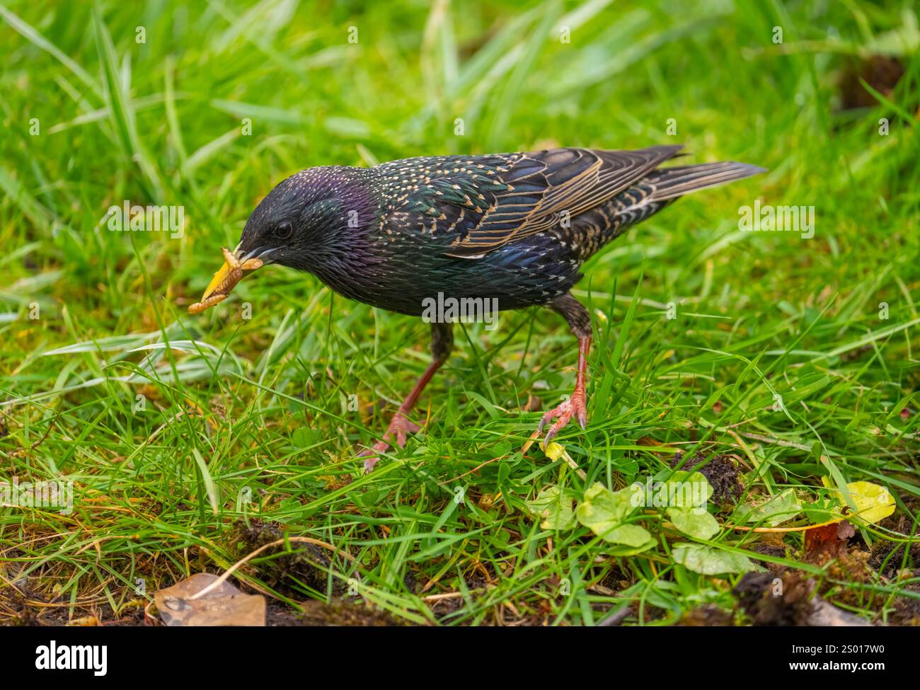 Common starling, Cheshire, England Stock Photo - Alamy