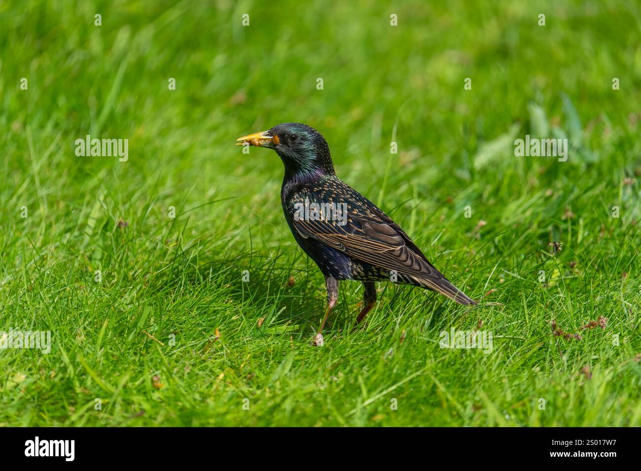 Common starling, Cheshire, England Stock Photo - Alamy