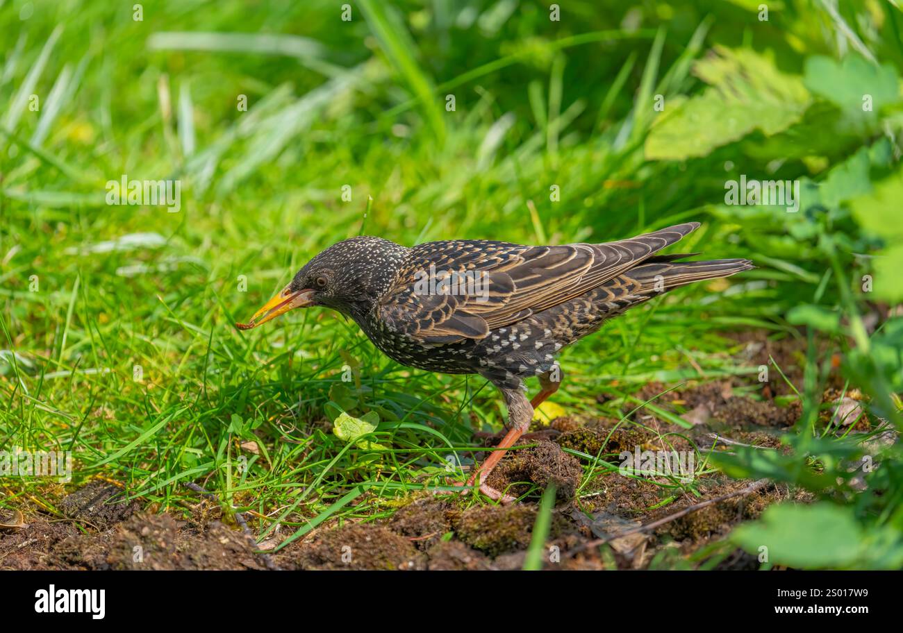 Common starling, Cheshire, England Stock Photo - Alamy