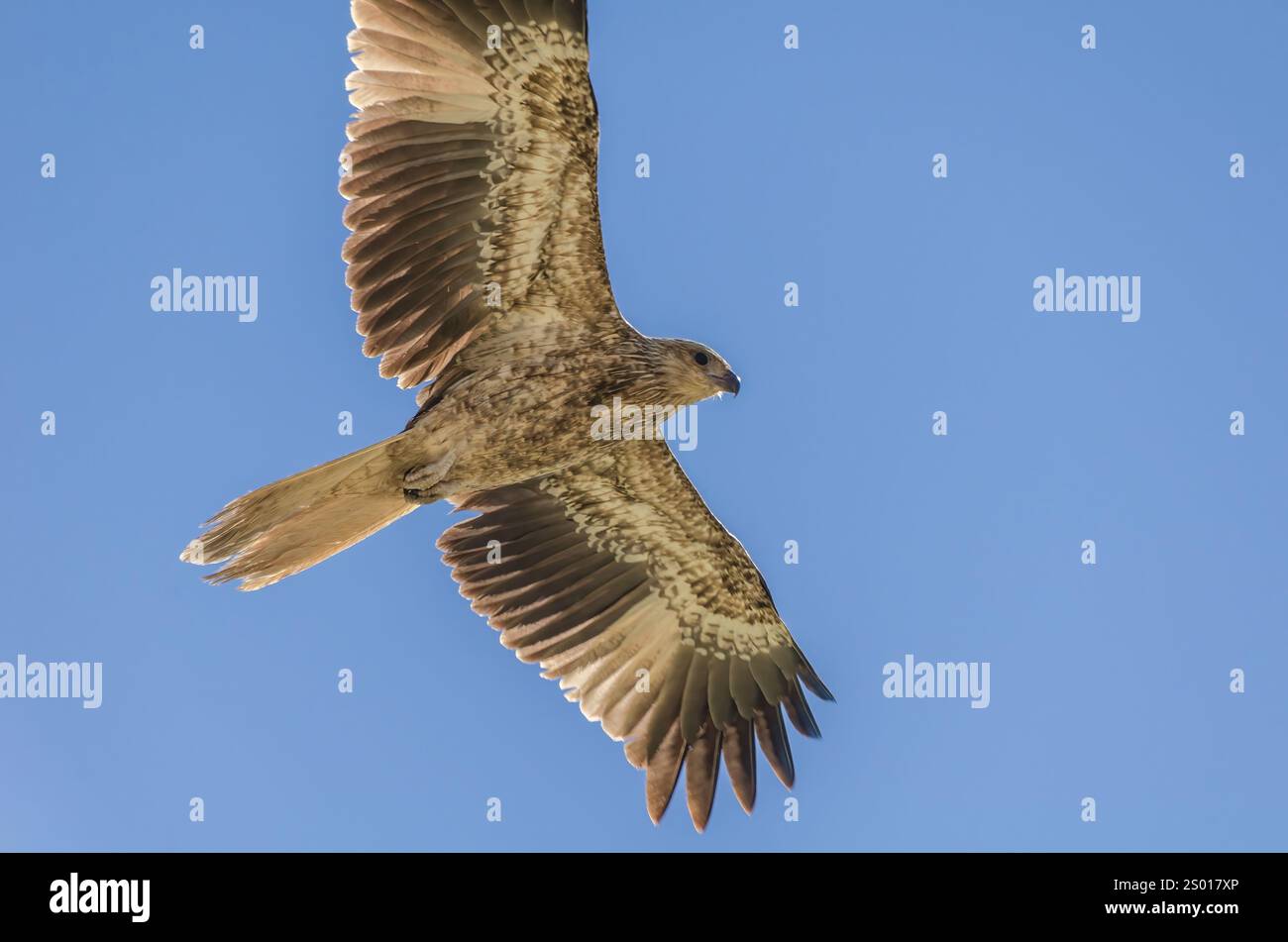 Australian wildlife bird raptor predator hi-res stock photography and ...