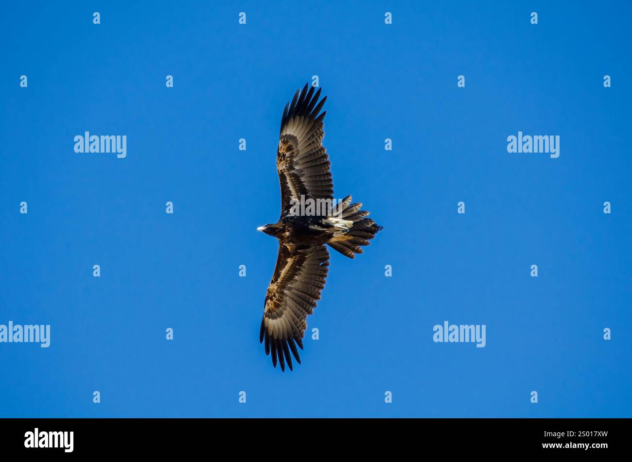 Wedge tailed eagle, Queensland, Australia Stock Photo - Alamy