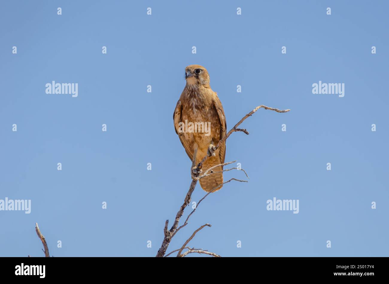Australian brown falcon, Queensland, Australia Stock Photo - Alamy