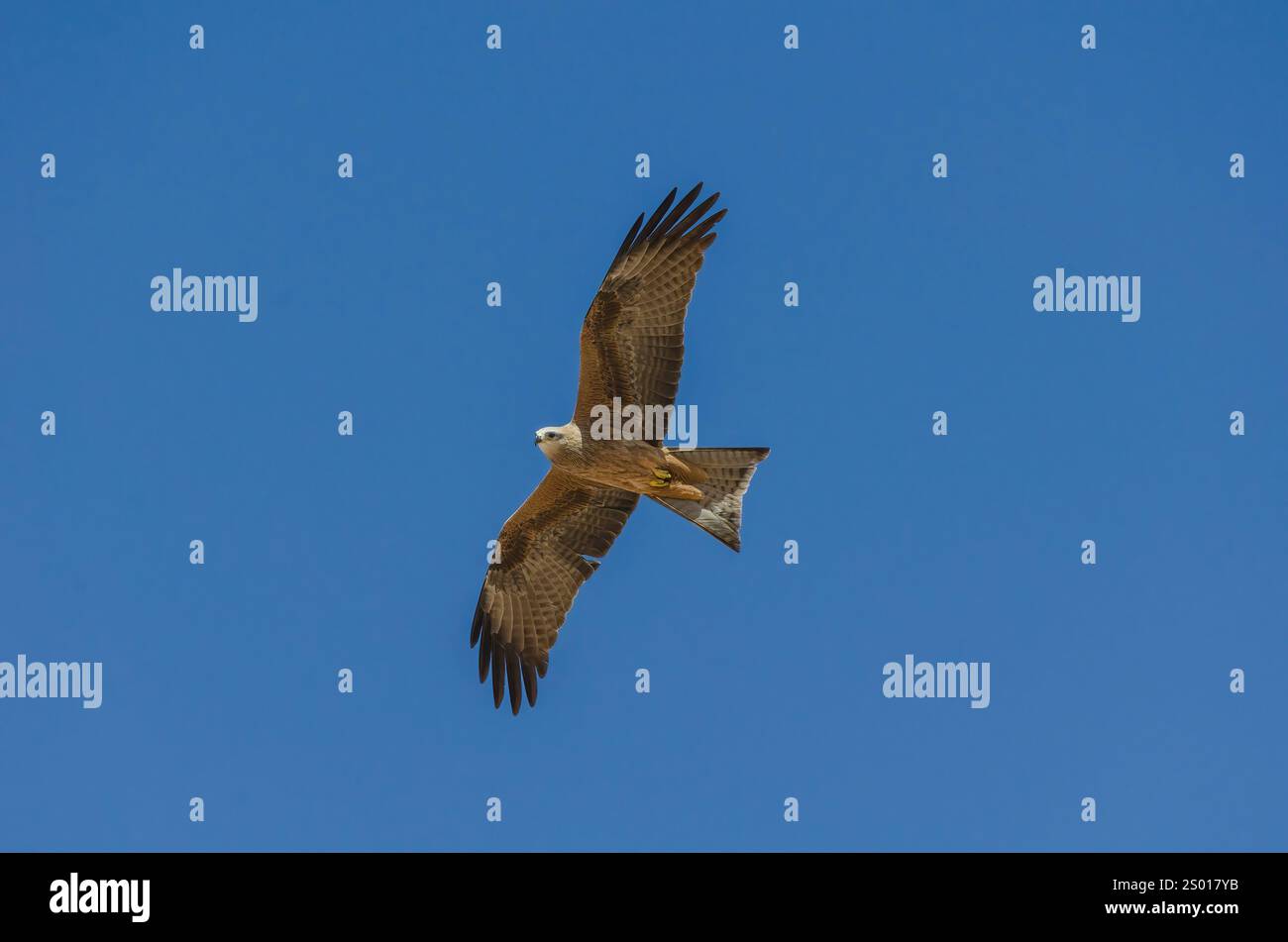 Australian black kite hi-res stock photography and images - Alamy