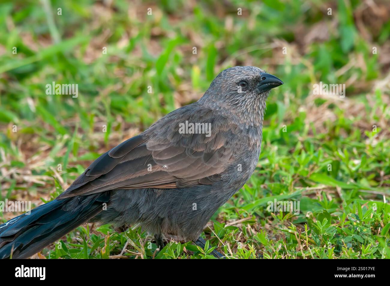 Australia bird apostlebird hi-res stock photography and images - Alamy