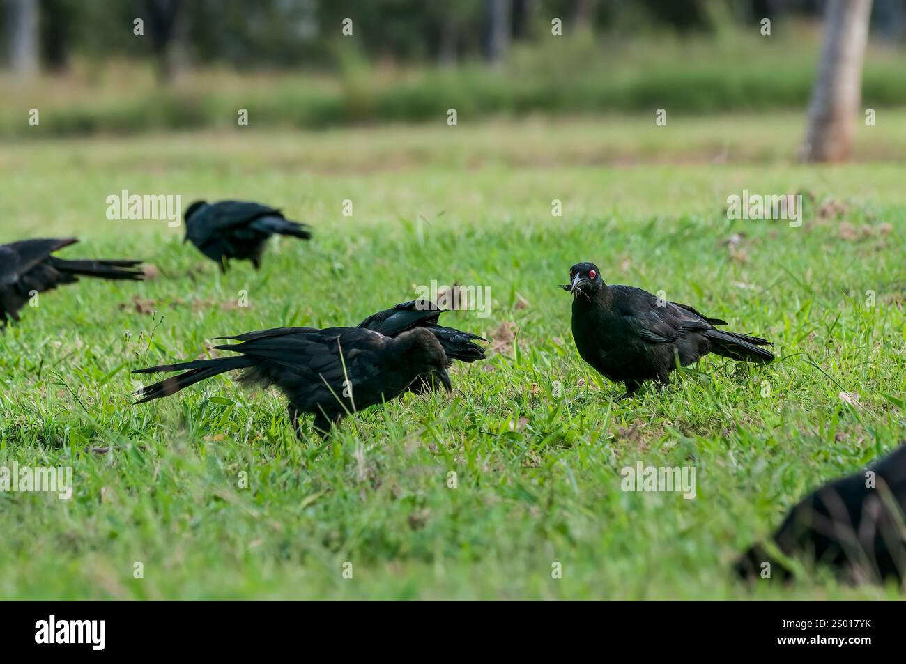 The white-winged chough (Corcorax melanorhamphos) is one of only two ...