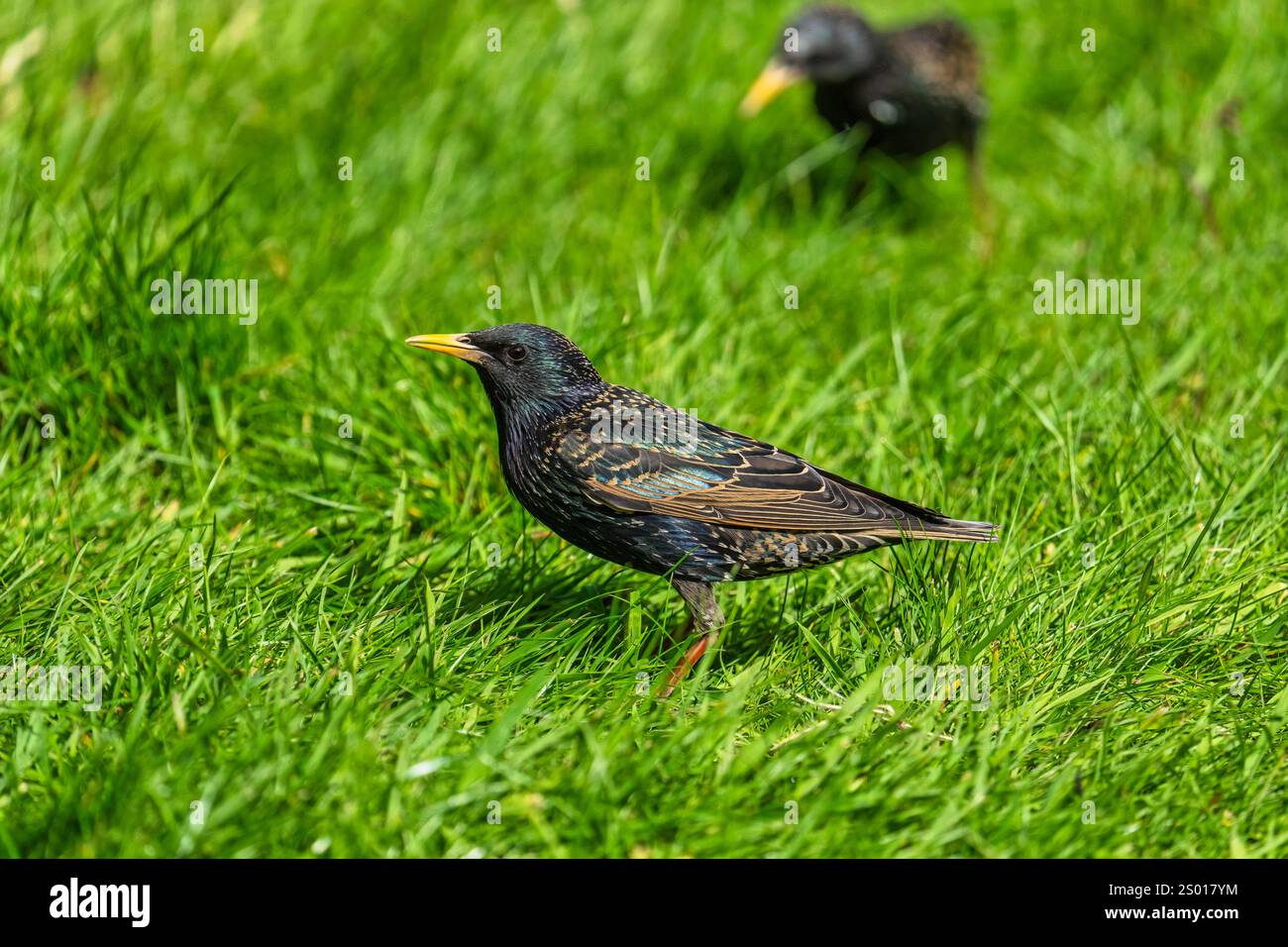 European starling drawing hi-res stock photography and images - Alamy