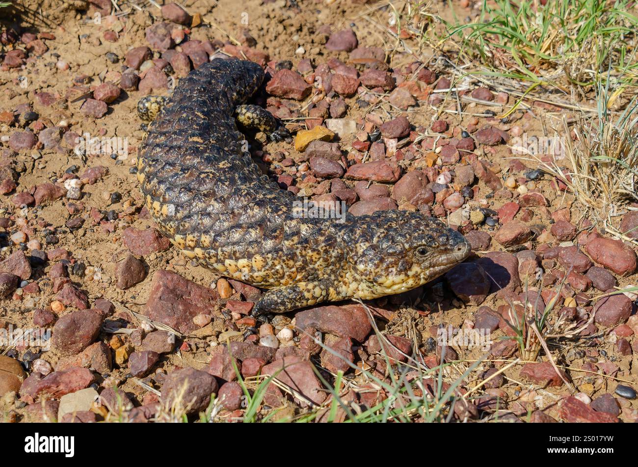 Shingleback lizard, Queensland, Australia Stock Photo - Alamy