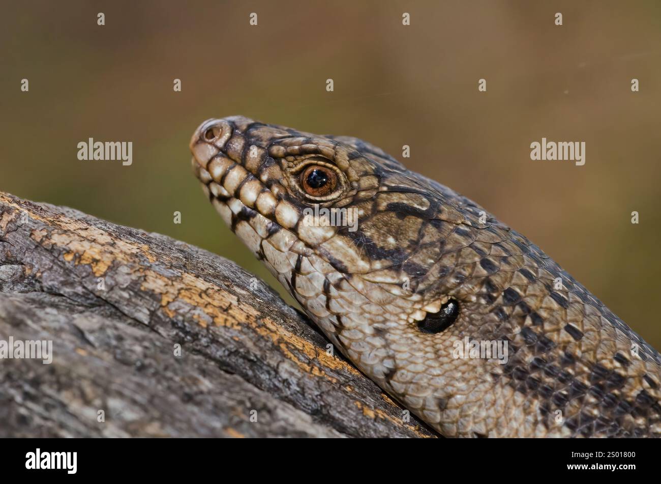 tree-crevice skink, Queensland, Australia Stock Photo - Alamy