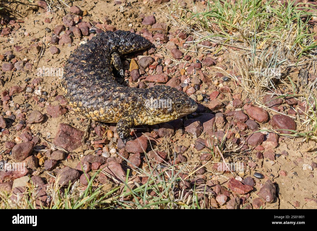 Endemic to queensland and new south wales hi-res stock photography and ...