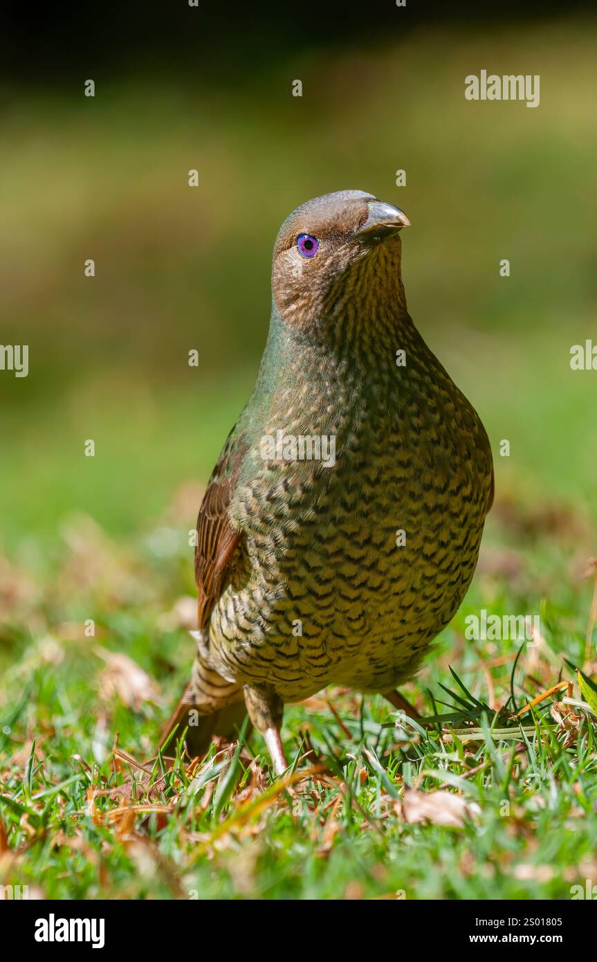 Australian satin bowerbird bower hi-res stock photography and images ...