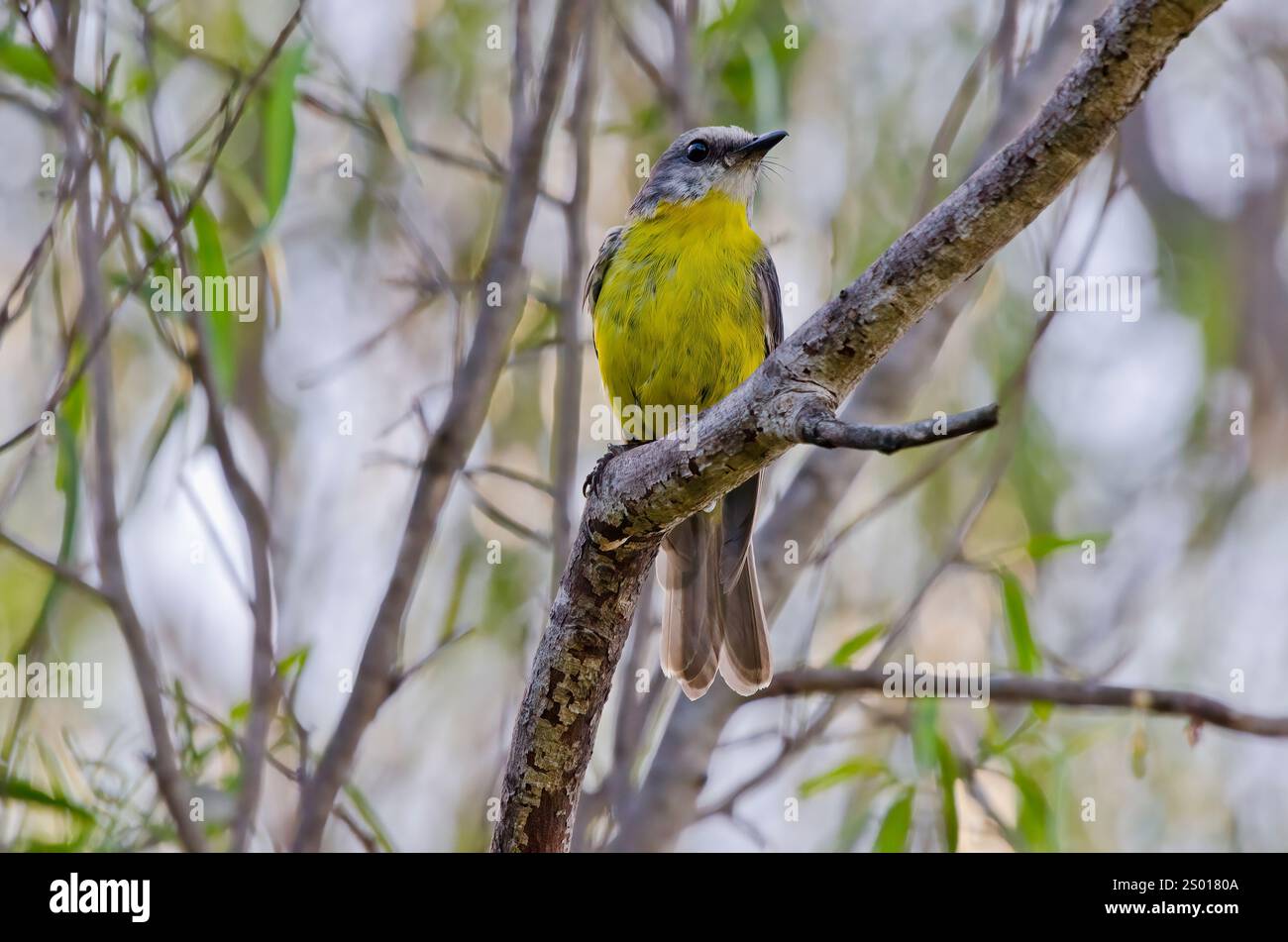 Eastern yellow robin, Queensland, Australia Stock Photo - Alamy