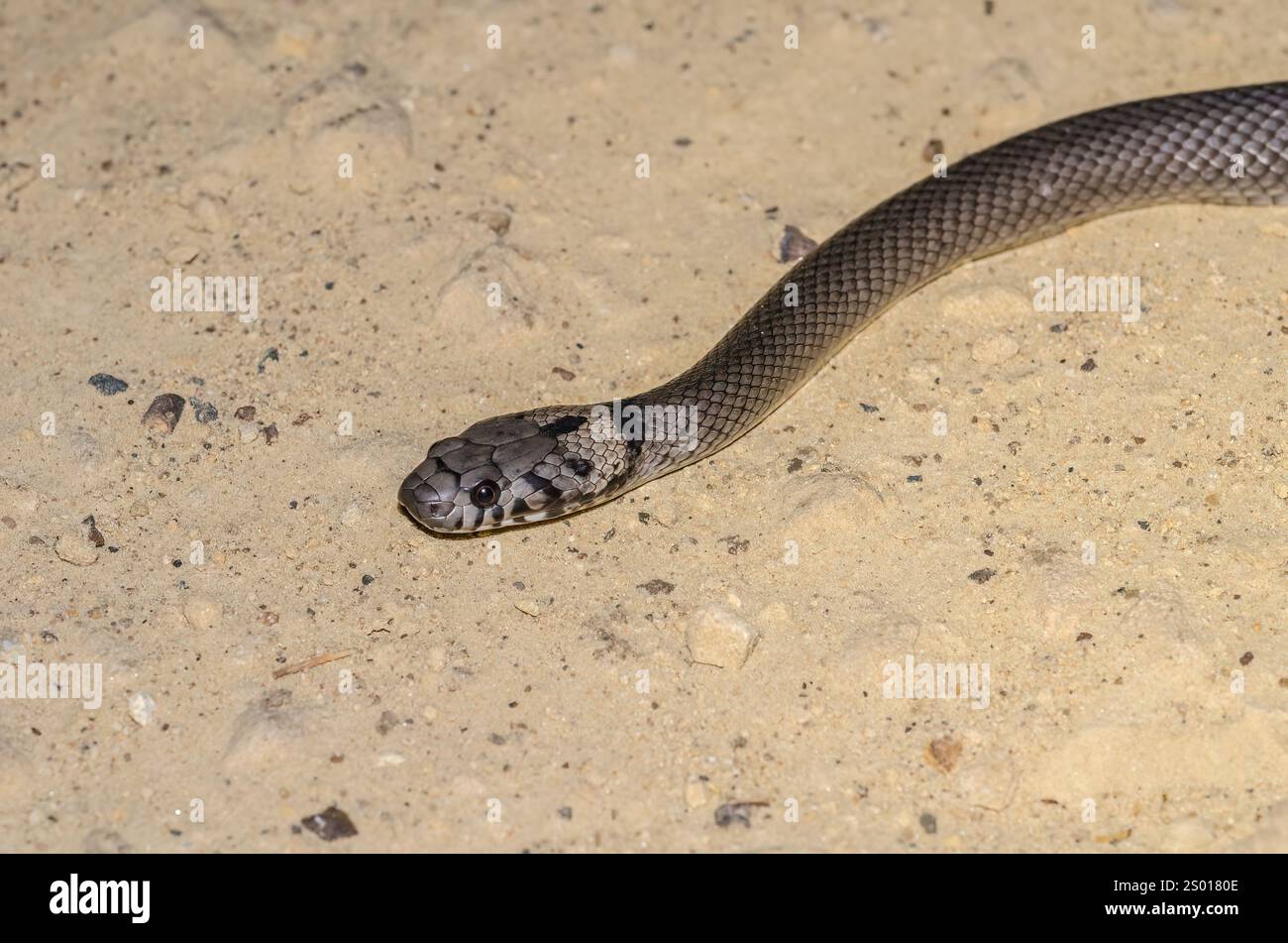 Pale-headed snake, Queensland, Australia Stock Photo - Alamy