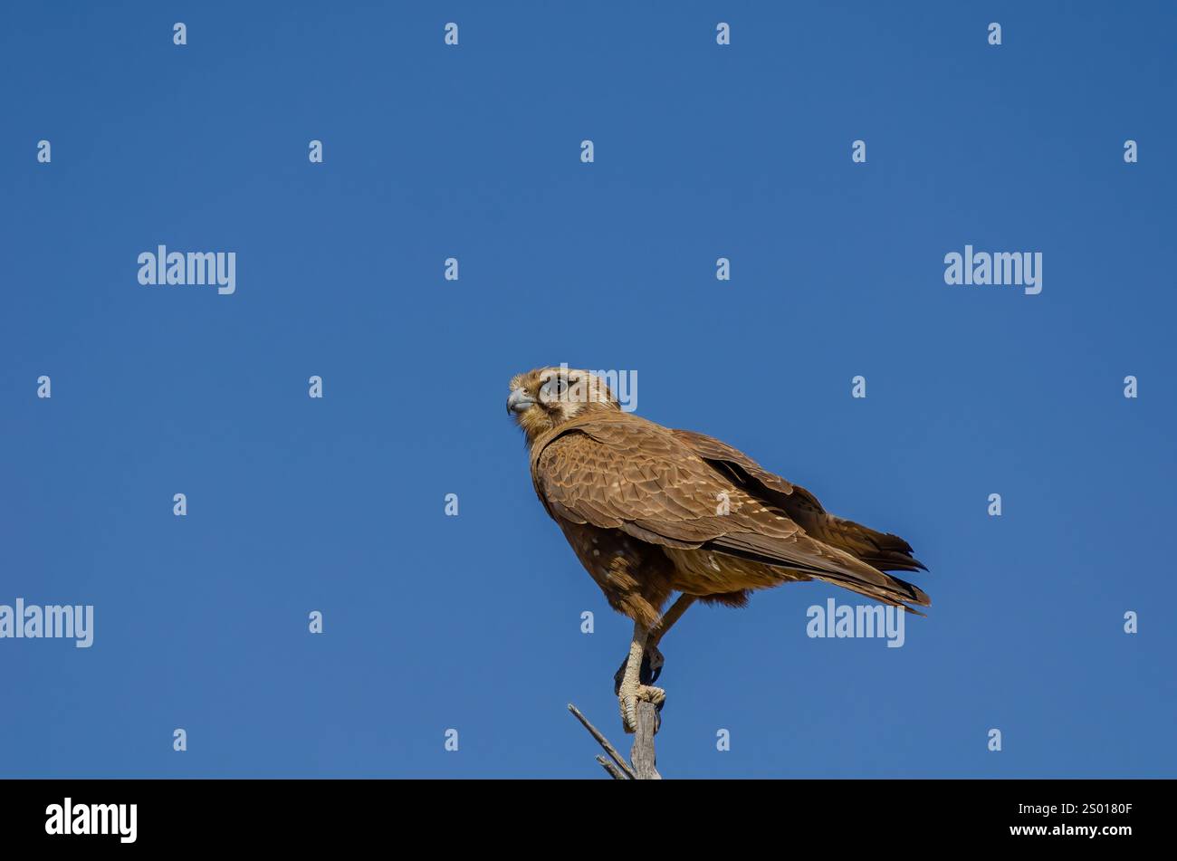 Australian brown falcon, Queensland, Australia Stock Photo - Alamy