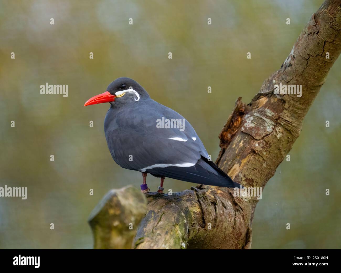Beautiful inca tern larosterna hi-res stock photography and images - Alamy