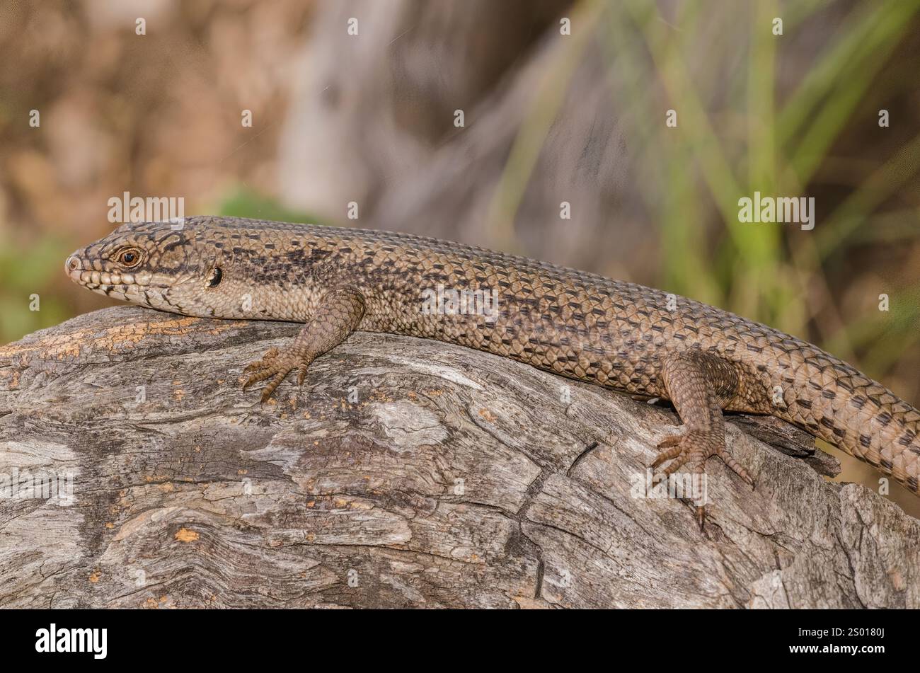 tree-crevice skink, Queensland, Australia Stock Photo - Alamy