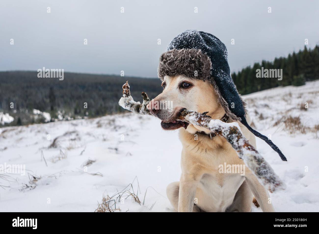 Funny portrait of dog with cap in snowy rural landscape. Cute labrador ...