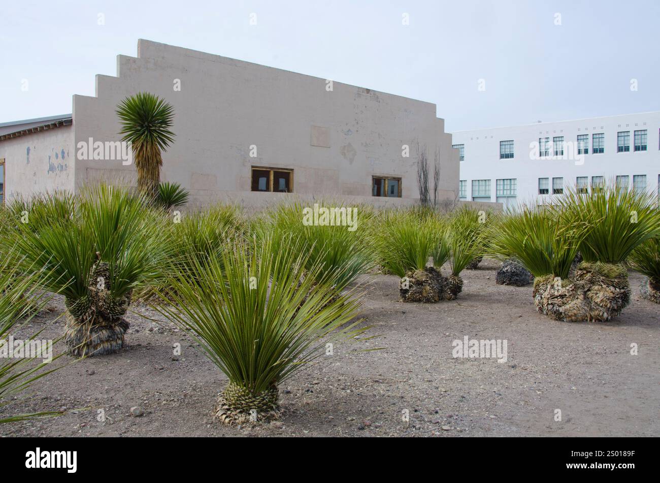 A stucco sided building in Marfa, Texas reflects desert architecture ...