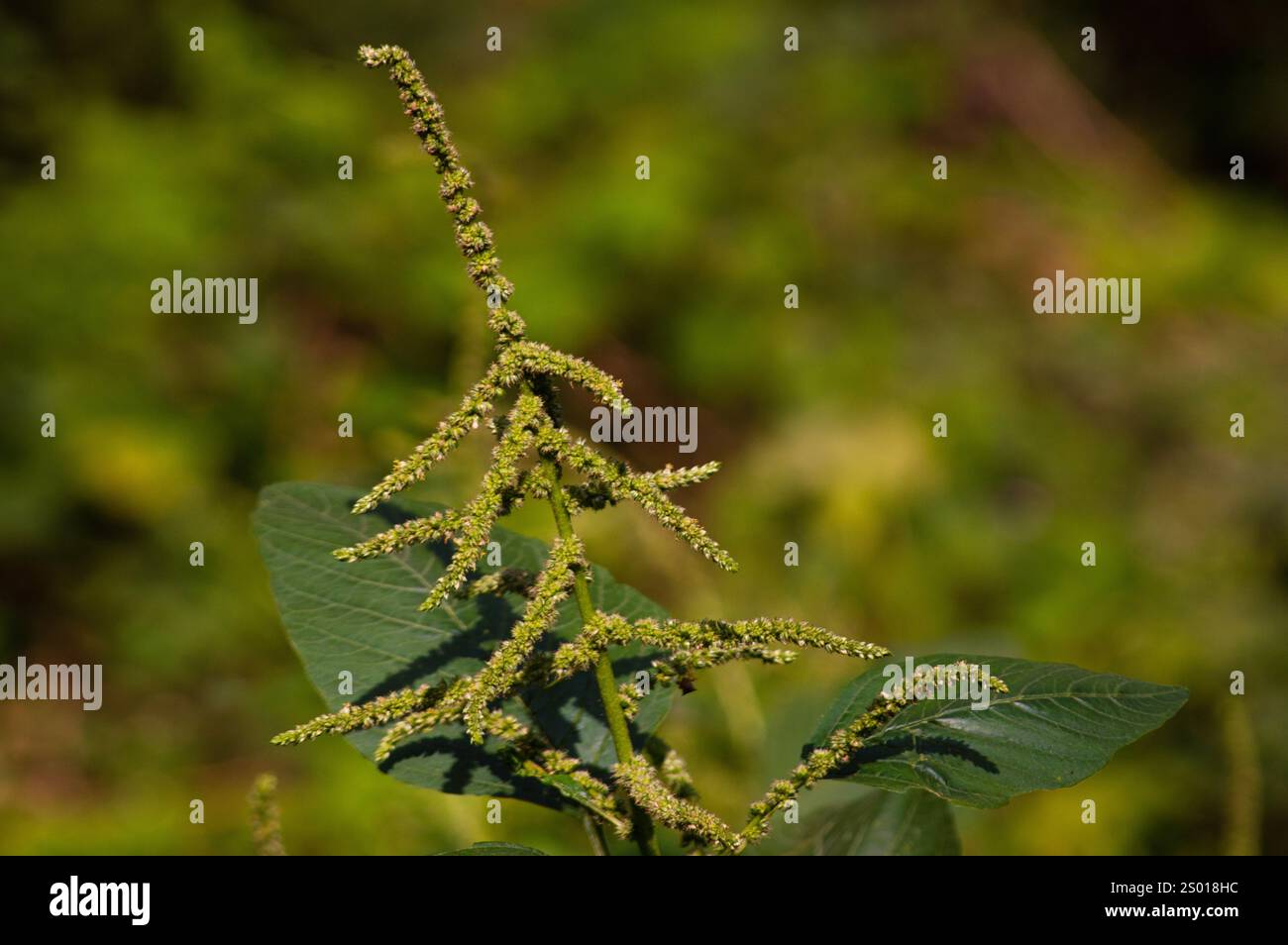 wild amaranth flower growing in the garden. thriving green spinach ...