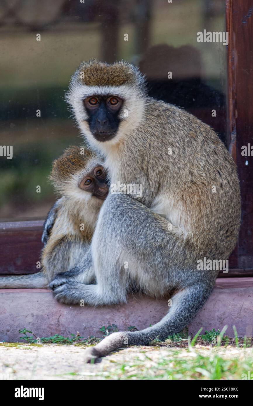 Monkey family baby hi-res stock photography and images - Alamy