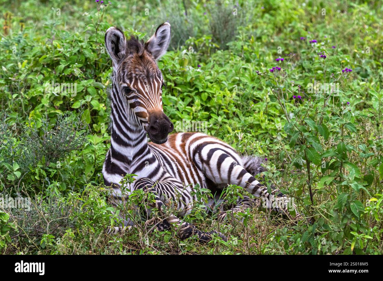 Zebra calf hi-res stock photography and images - Alamy