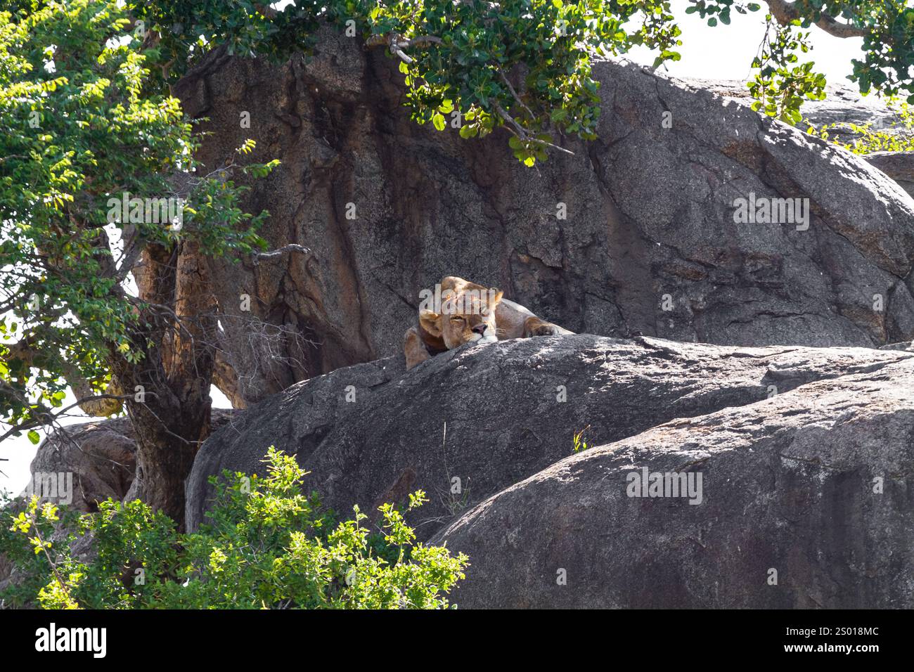 Lazy predator sleeping on a rock. Lioness from the Serengeti, Tanzania ...