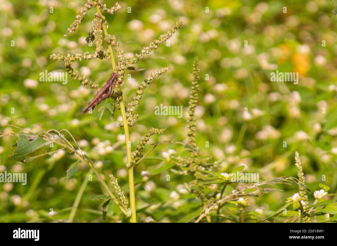 a brown locust that perches on a flower of an amaranth plant. This ...