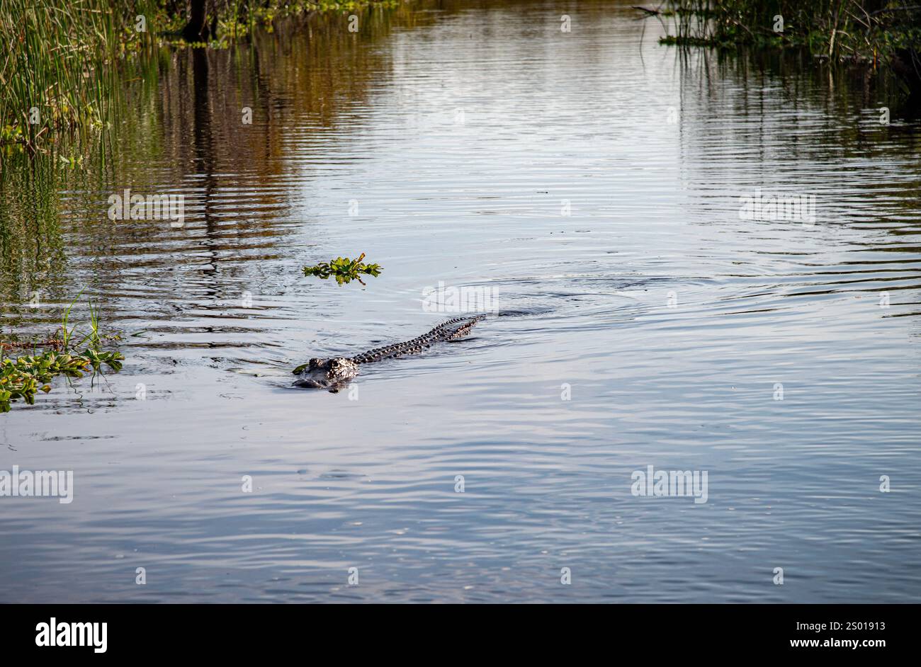 American alligator, Florida Everglades National Park, Florida USA Stock ...