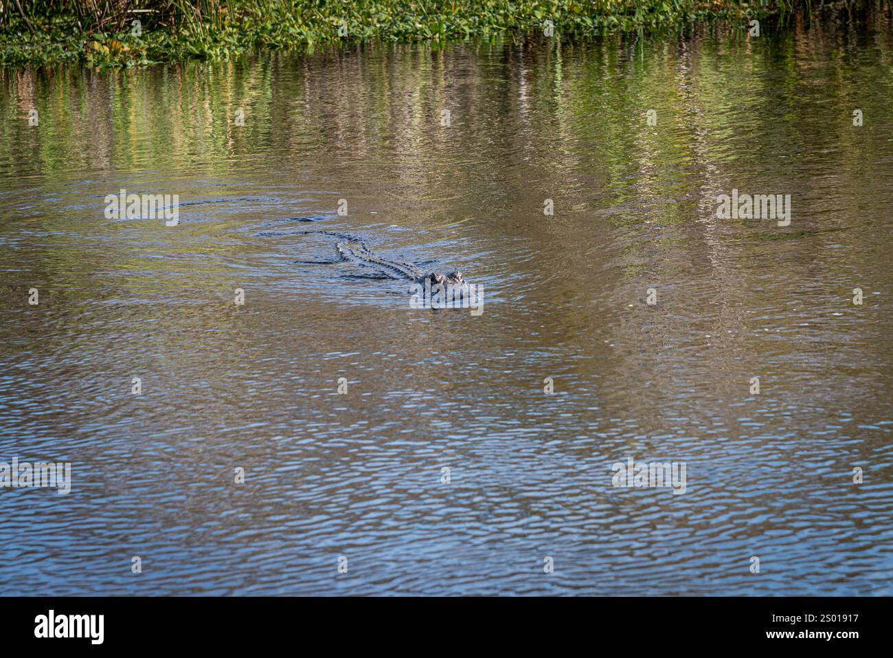American alligator, Florida Everglades National Park, Florida USA Stock ...