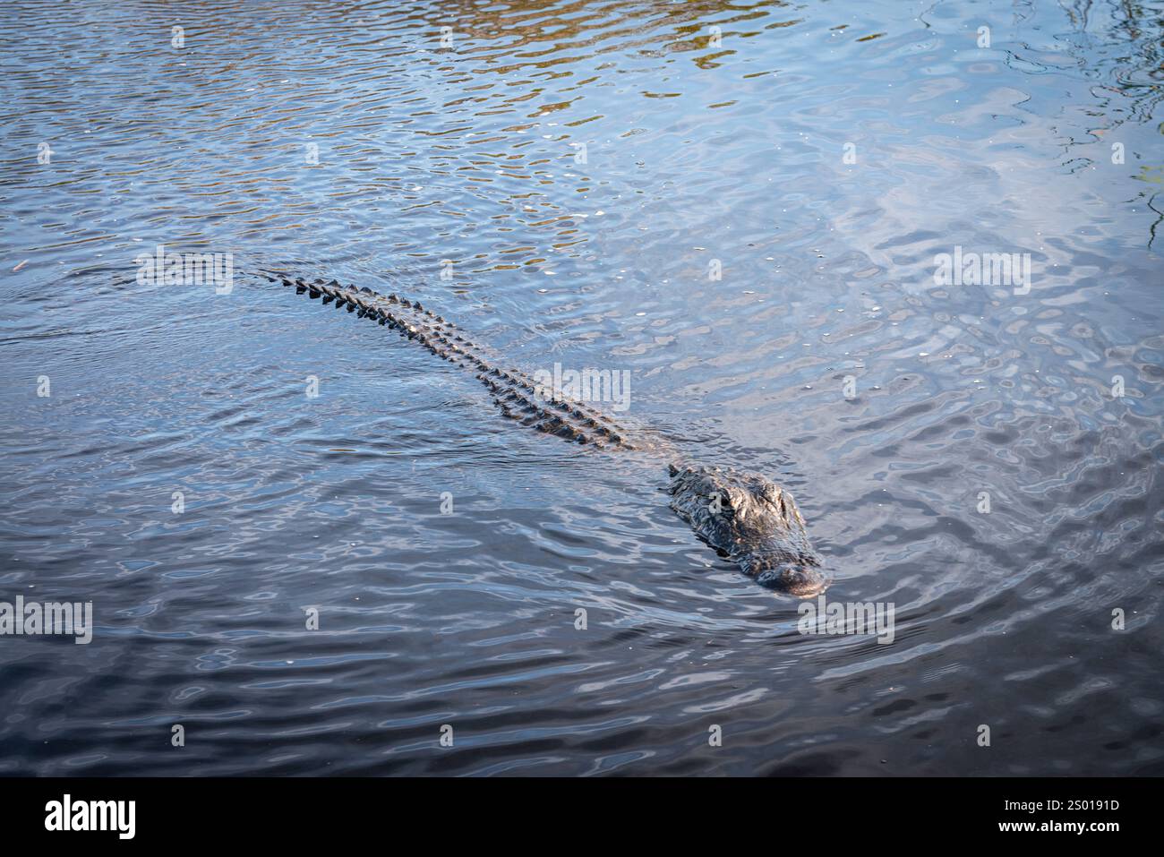 American alligator, Florida Everglades National Park, Florida USA Stock ... American alligator, Florida Everglades National Park, Florida USA Stock ...