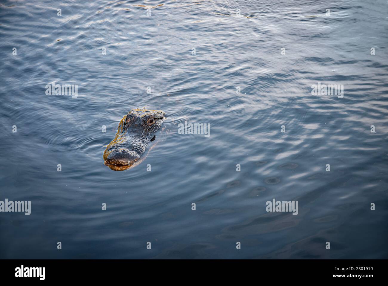 American alligator, Florida Everglades National Park, Florida USA Stock ...