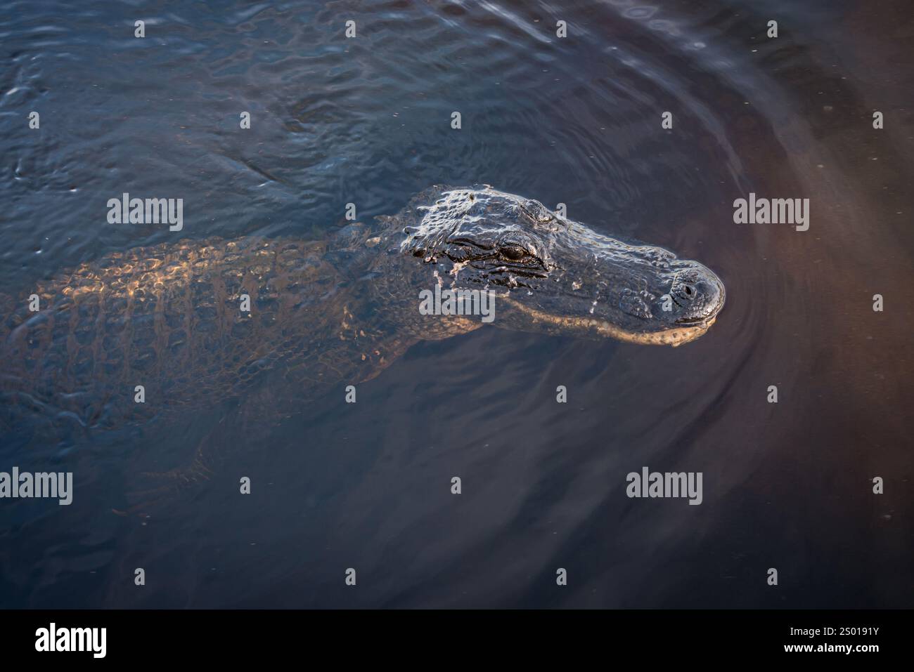American alligator, Florida Everglades National Park, Florida USA Stock ...