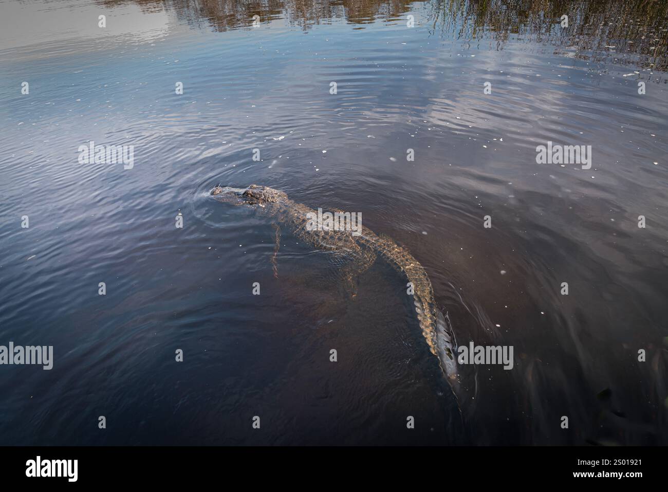 American alligator, Florida Everglades National Park, Florida USA Stock ... American alligator, Florida Everglades National Park, Florida USA Stock ...