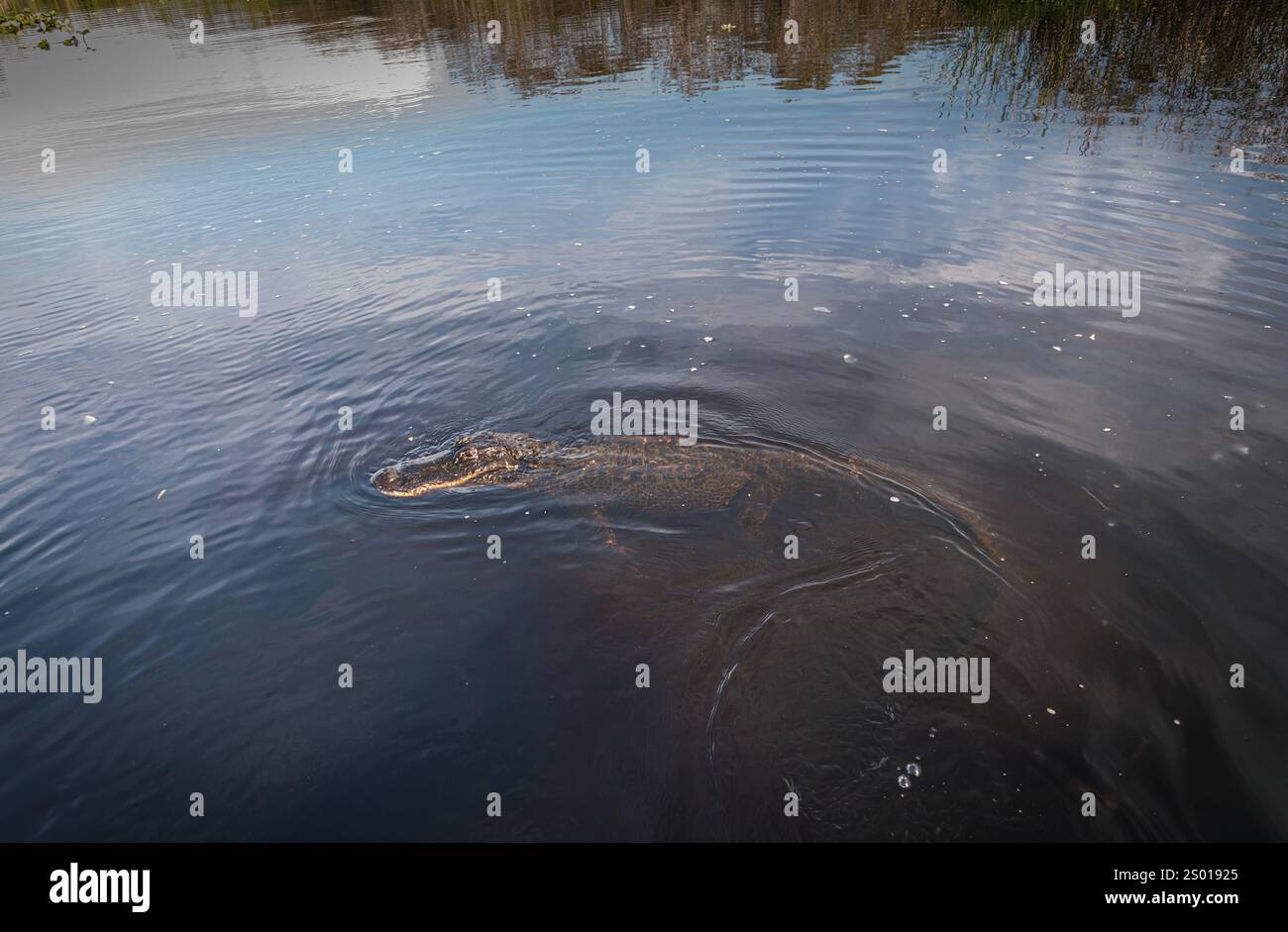 American alligator, Florida Everglades National Park, Florida USA Stock ...