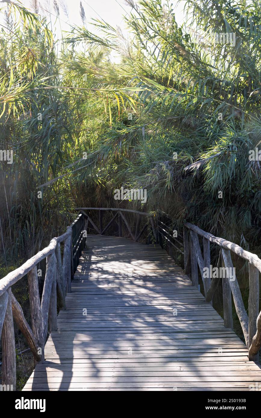 Wooden bridge through a jungle on bamboo on the island of Crete, Greece ...