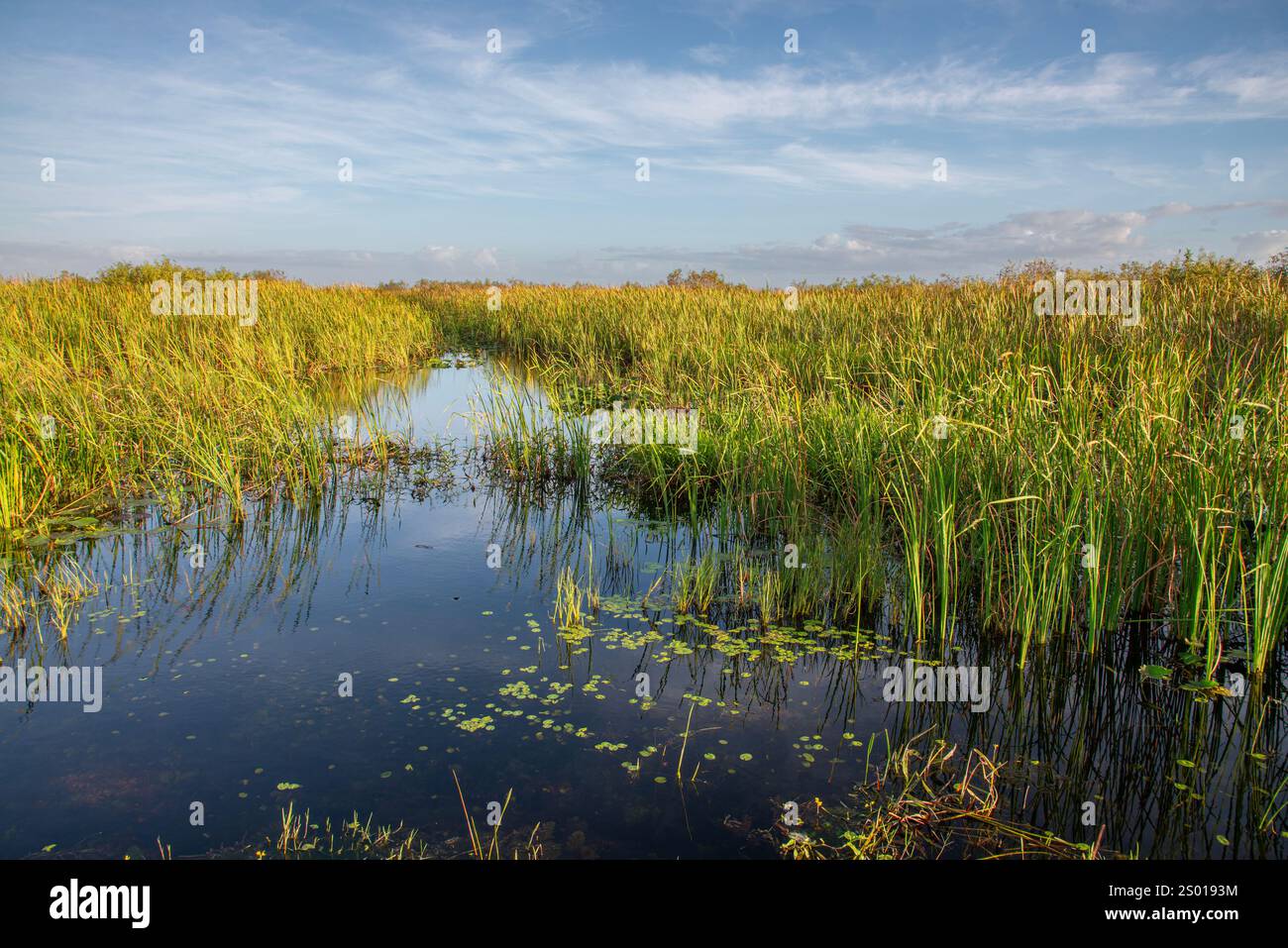 Florida Everglades National Park, Florida USA Stock Photo - Alamy
