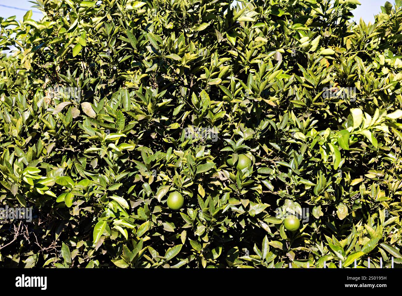 Island of Crete with plantation of citrus trees and fruits in the ...