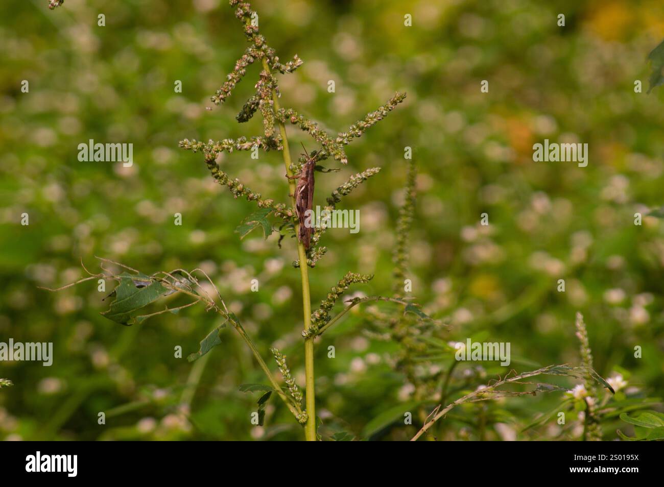 a brown locust that perches on a flower of an amaranth plant. This ...