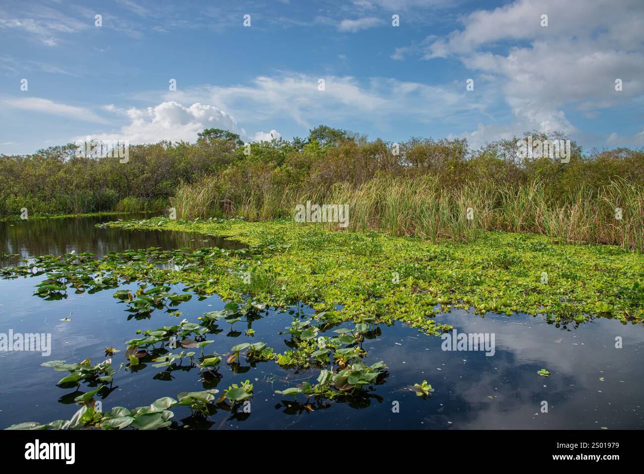 Florida Everglades National Park, Florida USA Stock Photo - Alamy