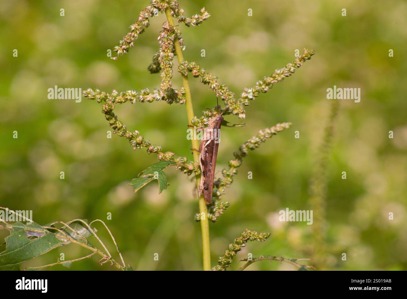 a brown locust that perches on a flower of an amaranth plant. This ...