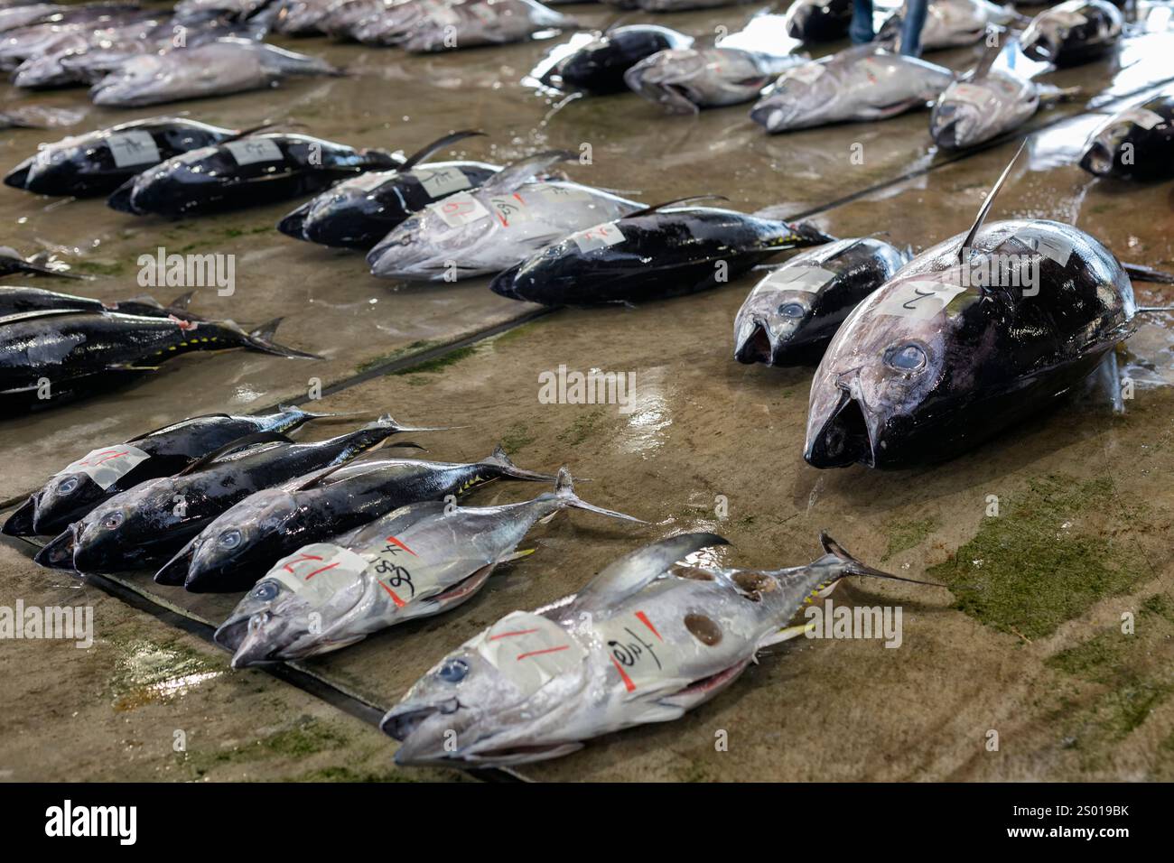 Tuna fish lined-up on the wet floor for auction in the fish market in ...