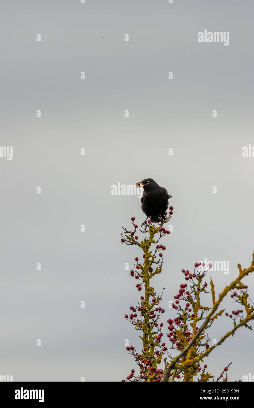 The Male Blackbird (Turdus merula) is an omnivore, feeding on ...